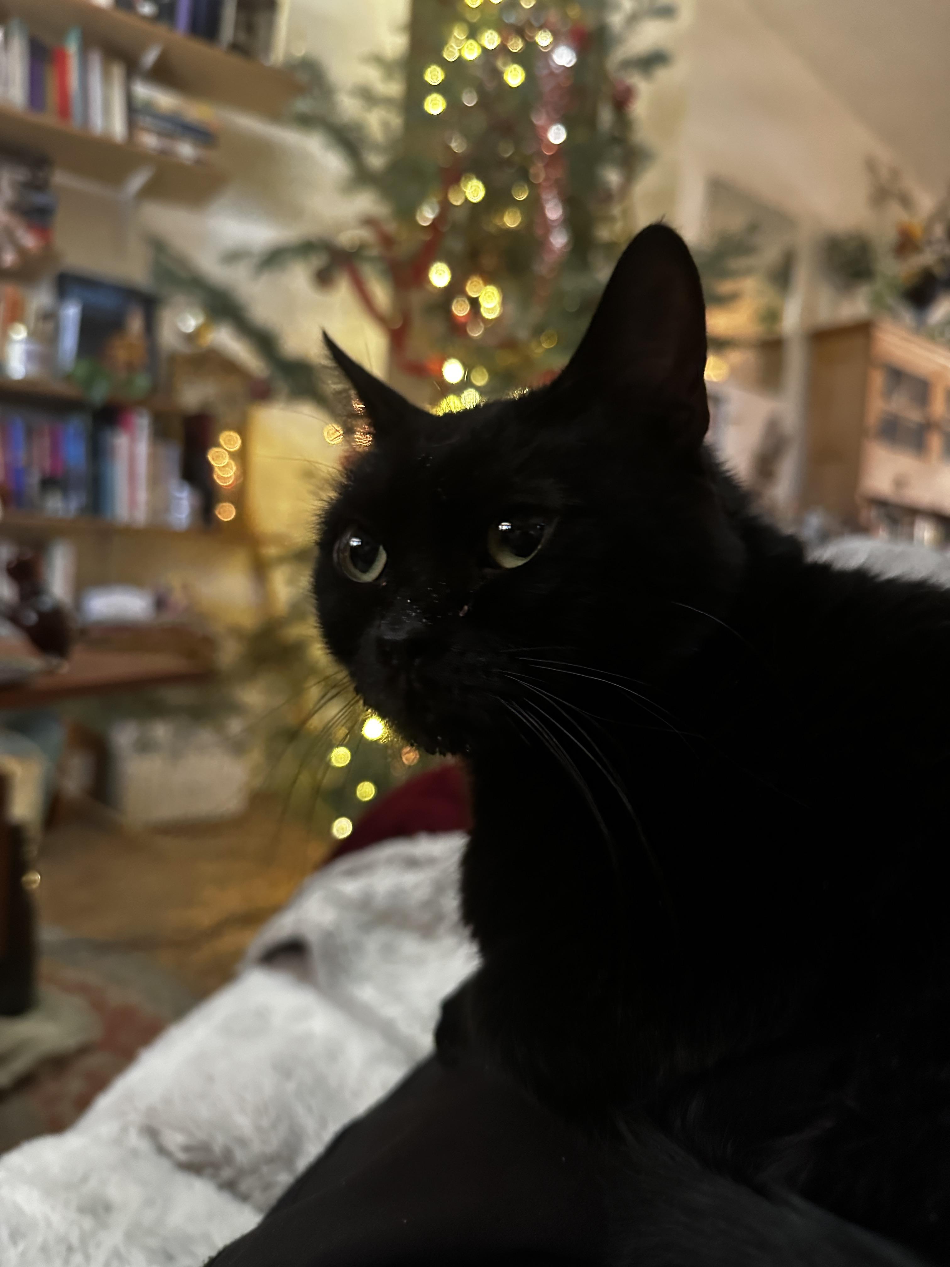 Adopted a void | Scrolller