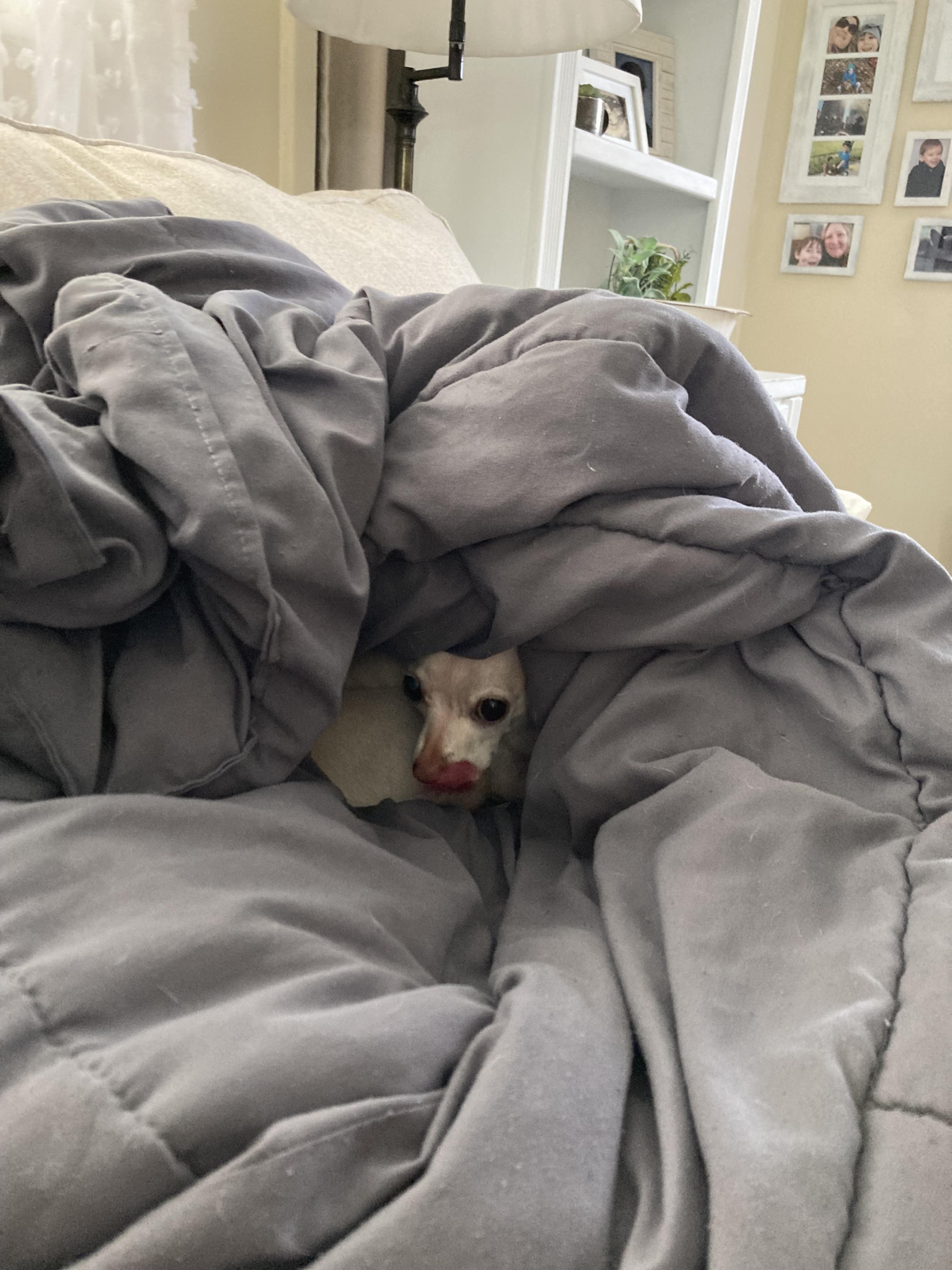 Bella and goblin | Scrolller