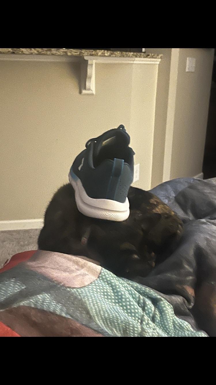 My friends cats | Scrolller