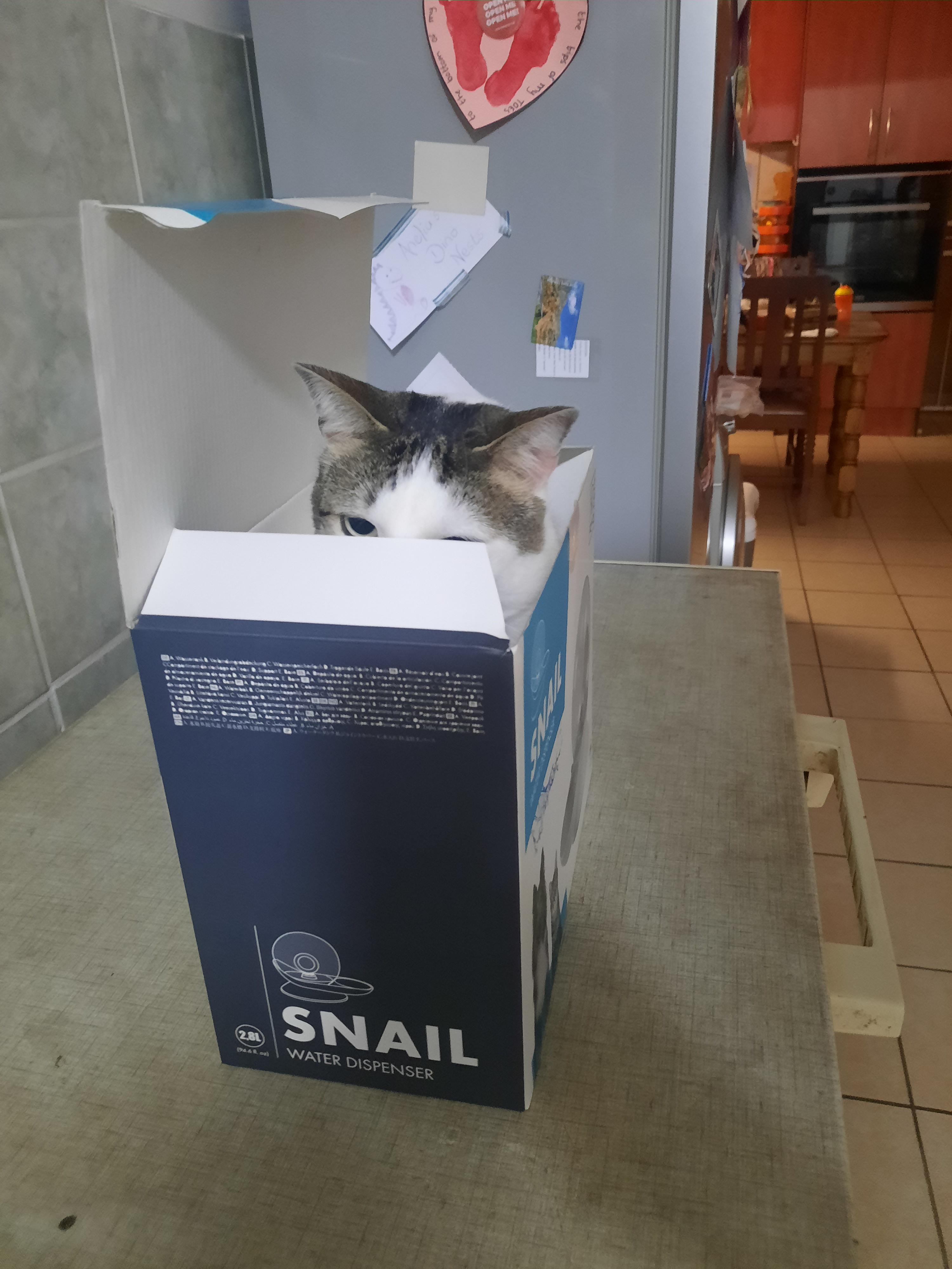 Snail | Scrolller