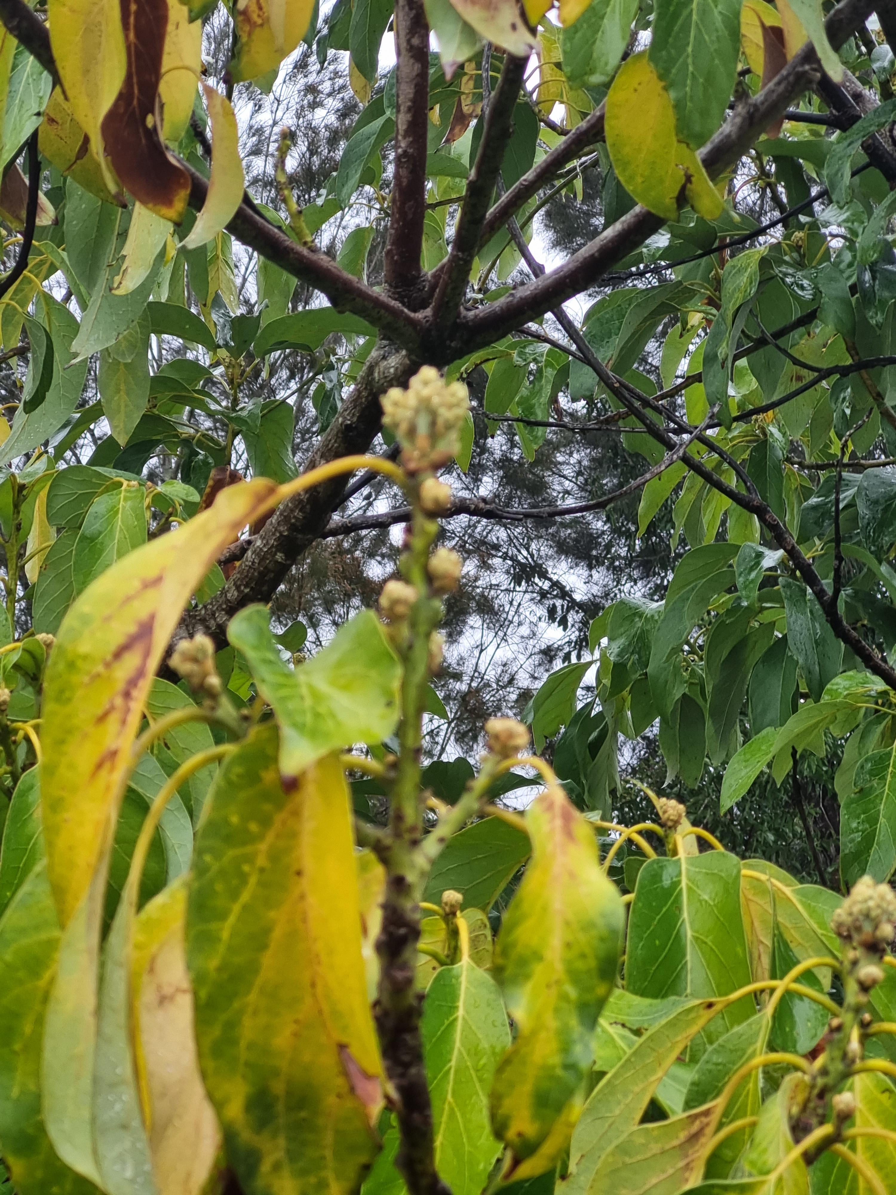 Help correcting yellowing avocado tree | Scrolller