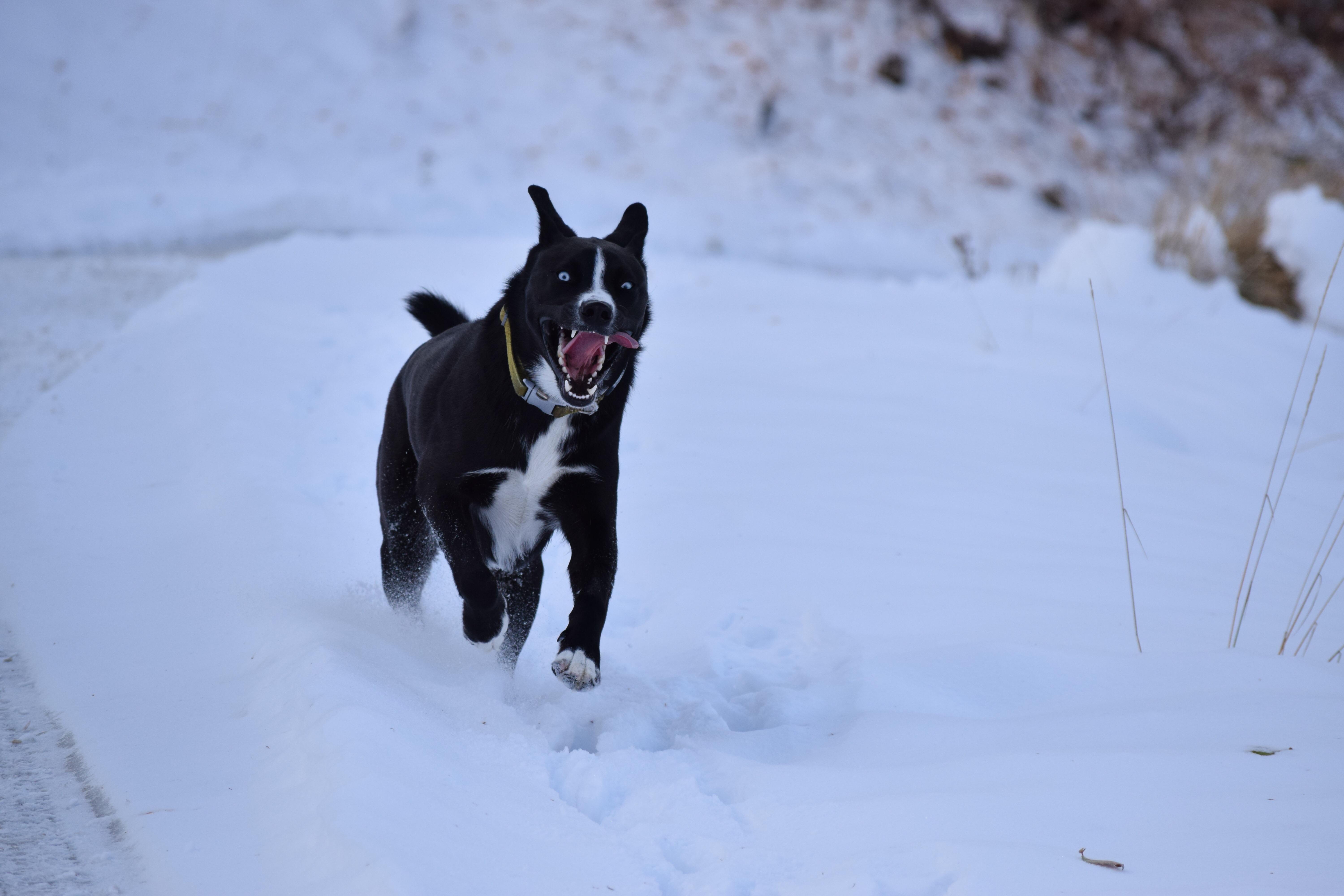 Duncan the pitsky at his most graceful moments | Scrolller