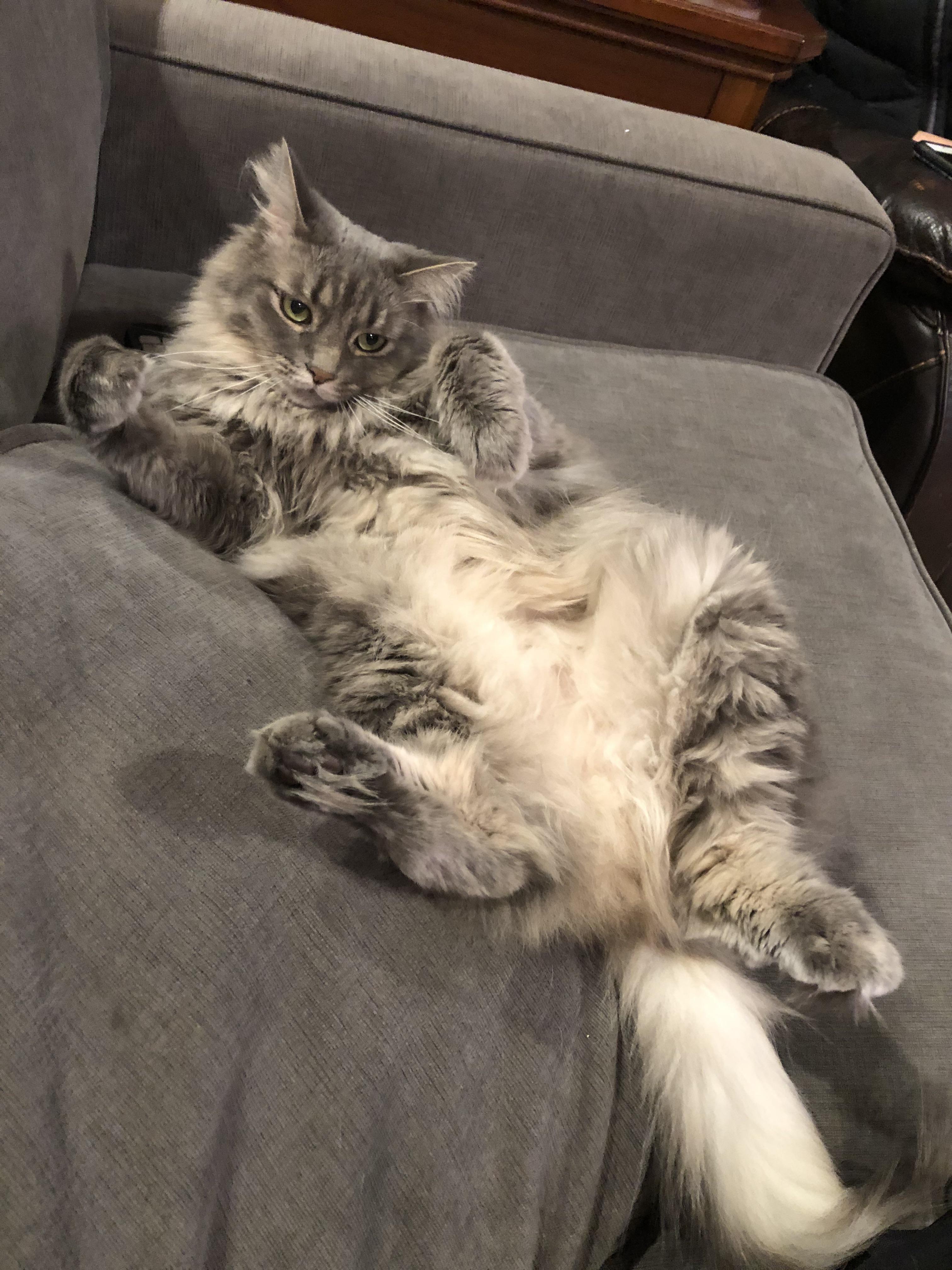 Couple belly pics of Luna | Scrolller