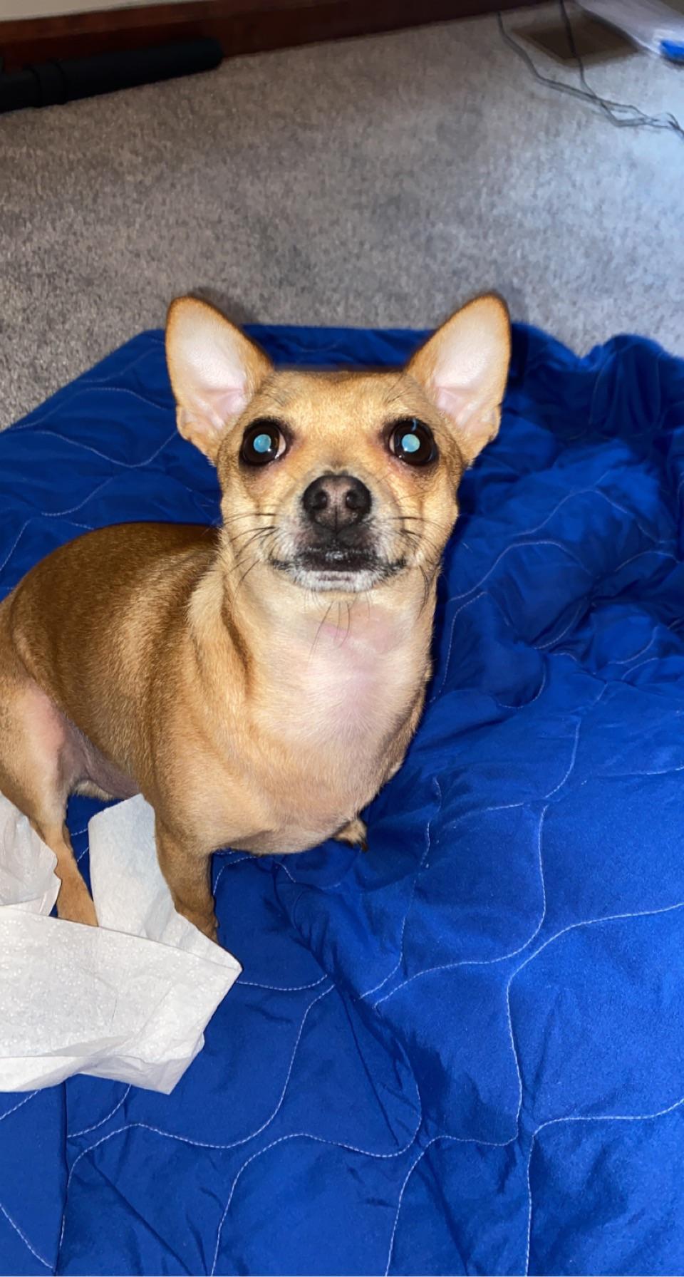 RIP ChiChi | Scrolller