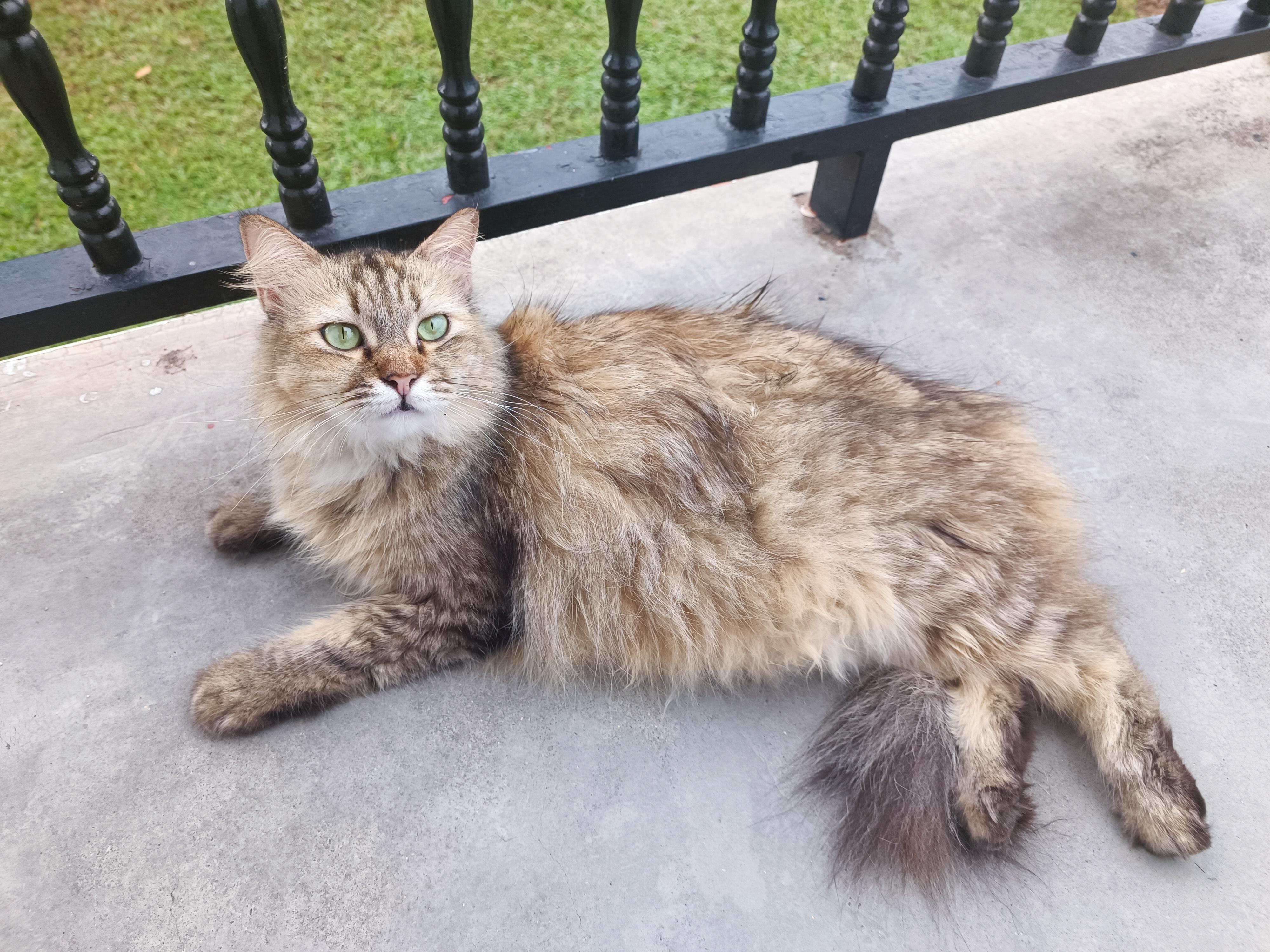 Behold, my car, Flat. | Scrolller