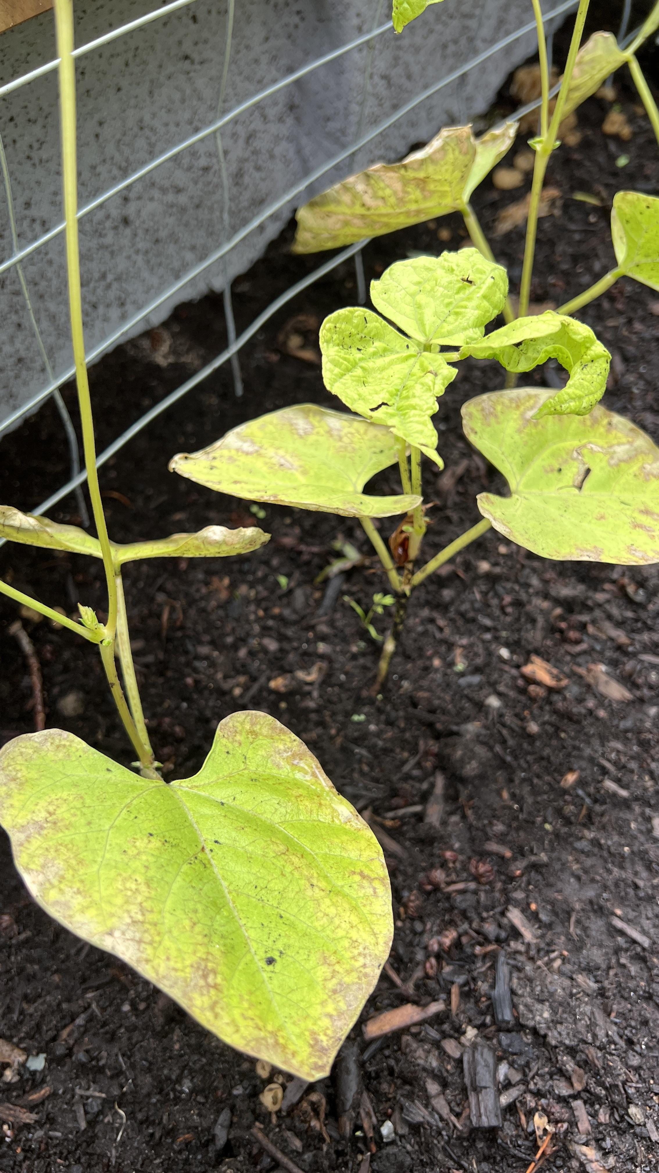 Help on what is happening to our beans? | Scrolller