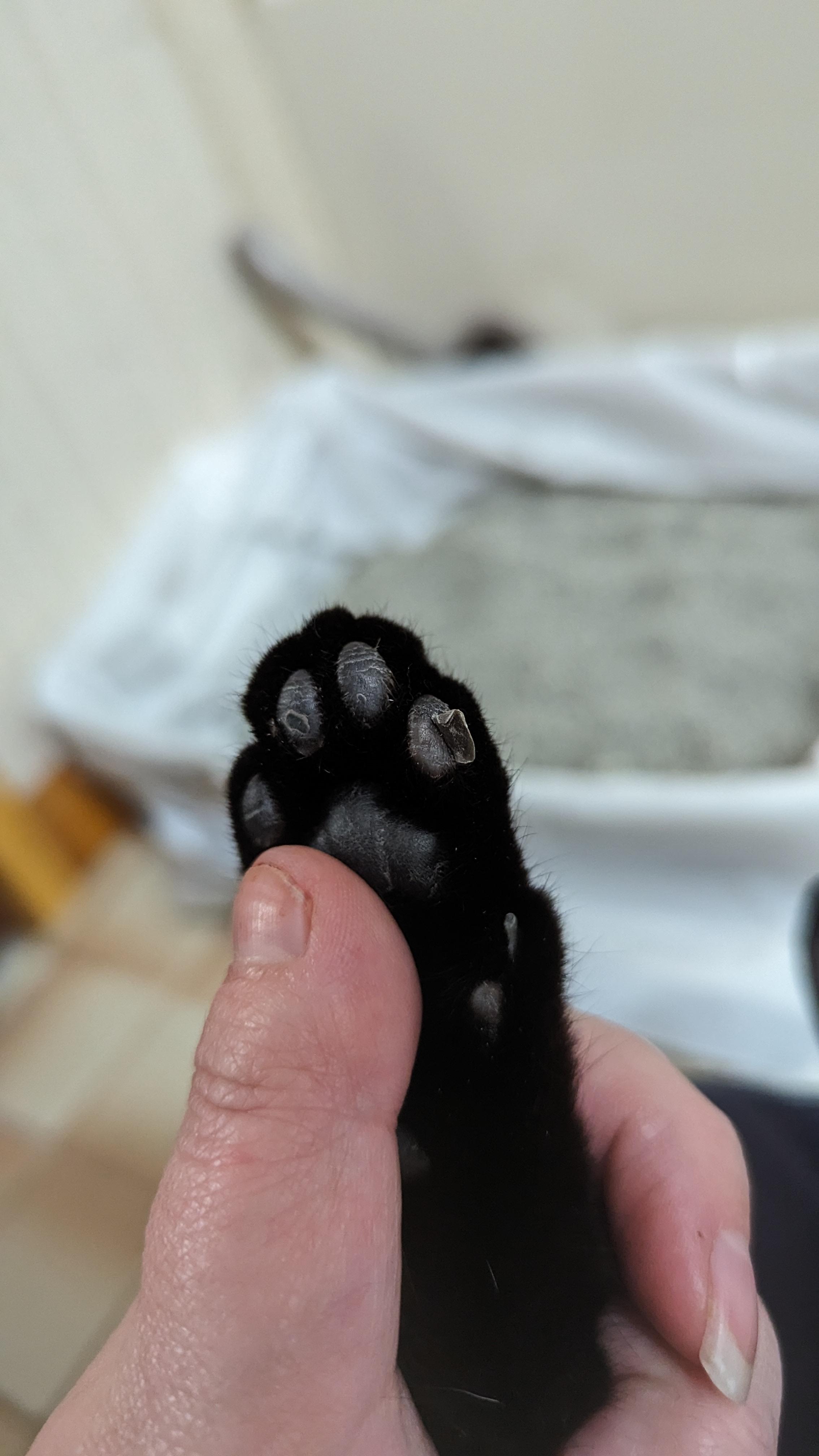 Another Dunkin' update! | Scrolller