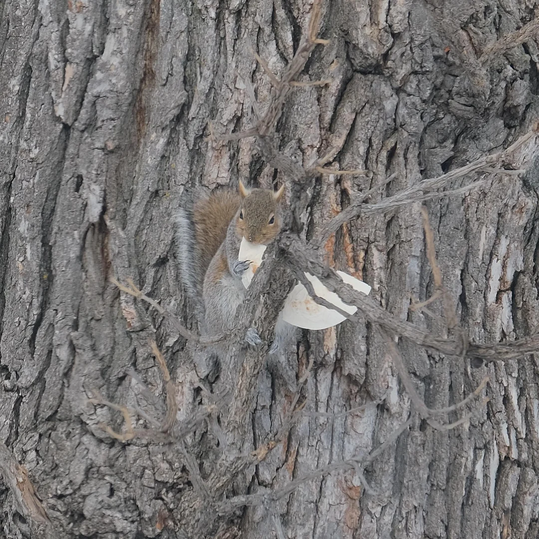 Discover more like Squirrels: Here's Dodger the squirrel eating a tortilla. He lives in my ...