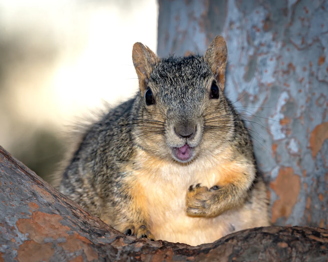 Super Happy Fun Time Squirrel | Scrolller