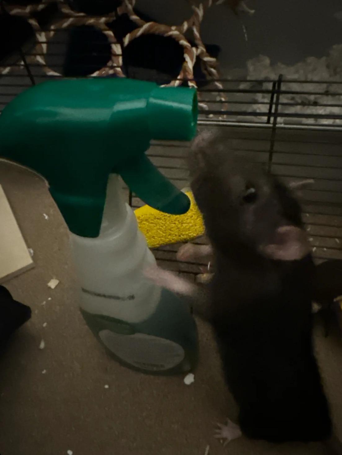 little man is obsessed with cleaning fluids | Scrolller