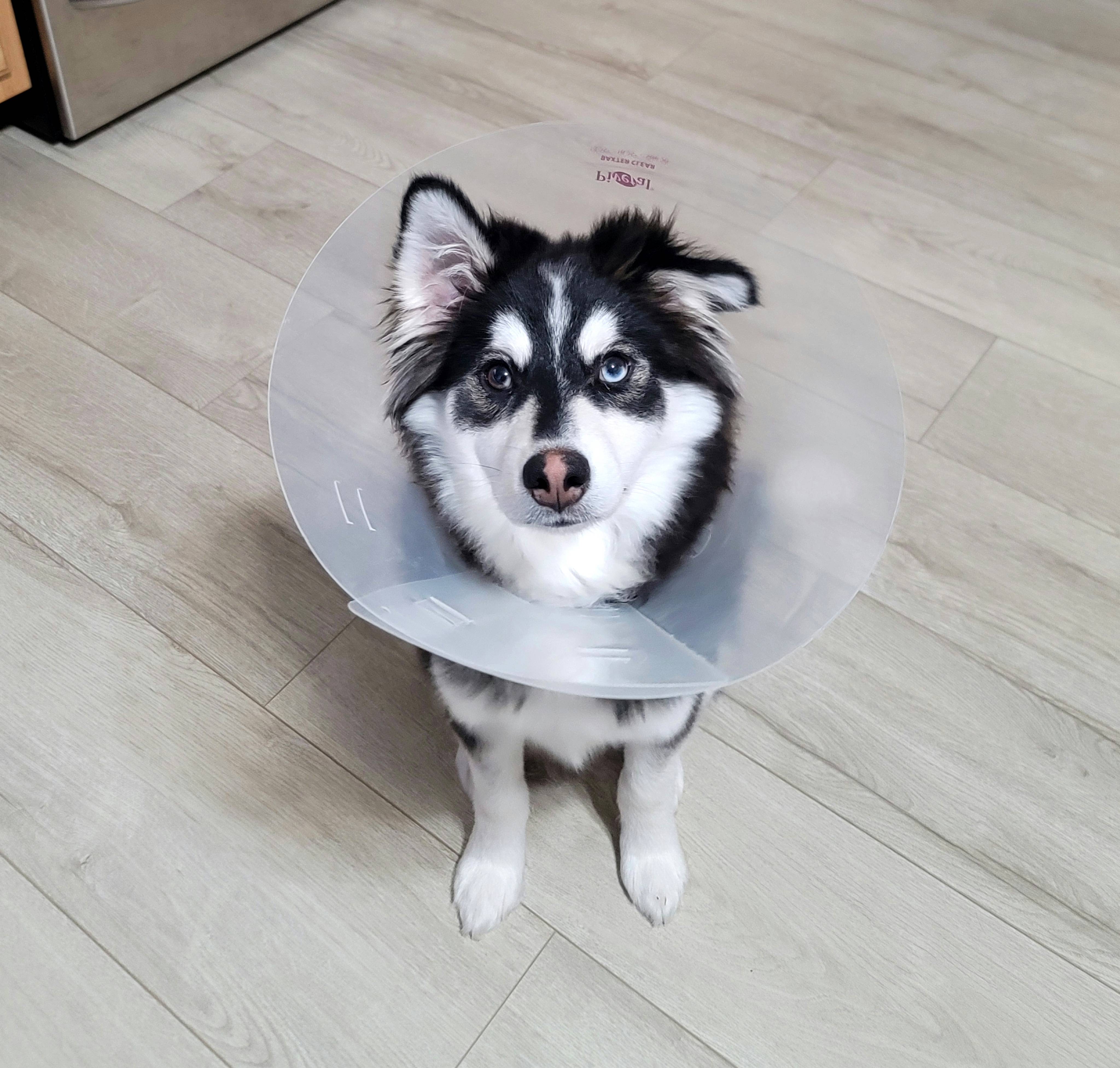 Derp Cone Clive | Scrolller