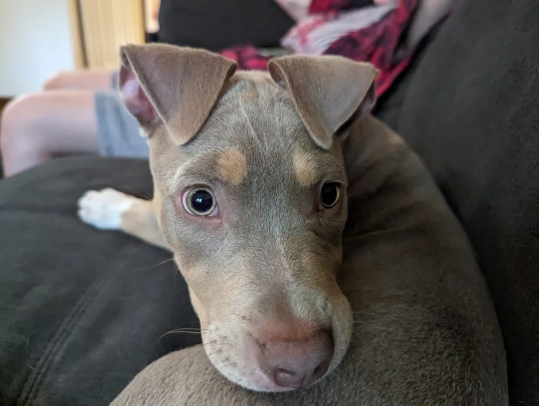 Meet Gus | Scrolller