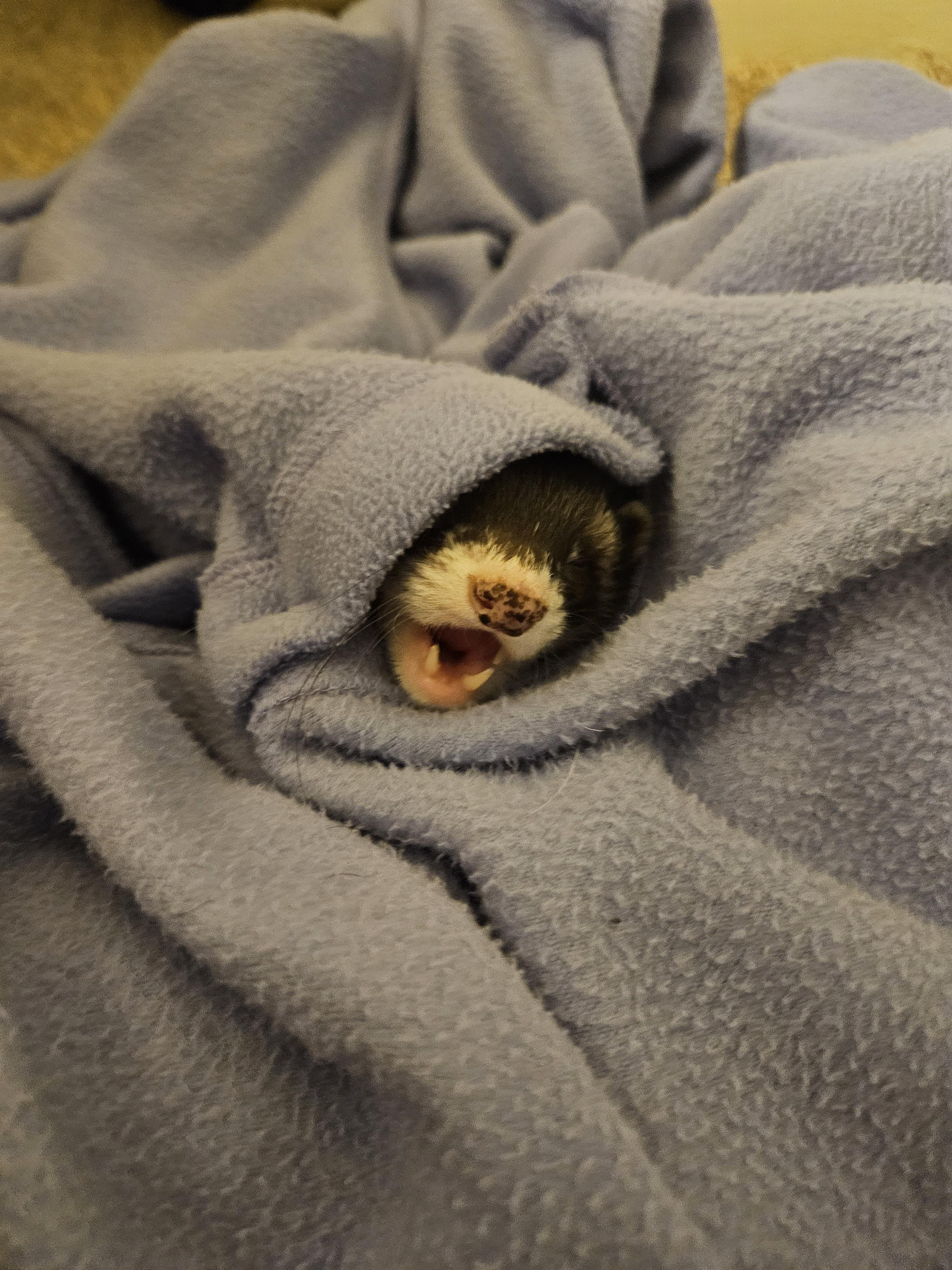 Kovu being derpy in my Kigurumi | Scrolller