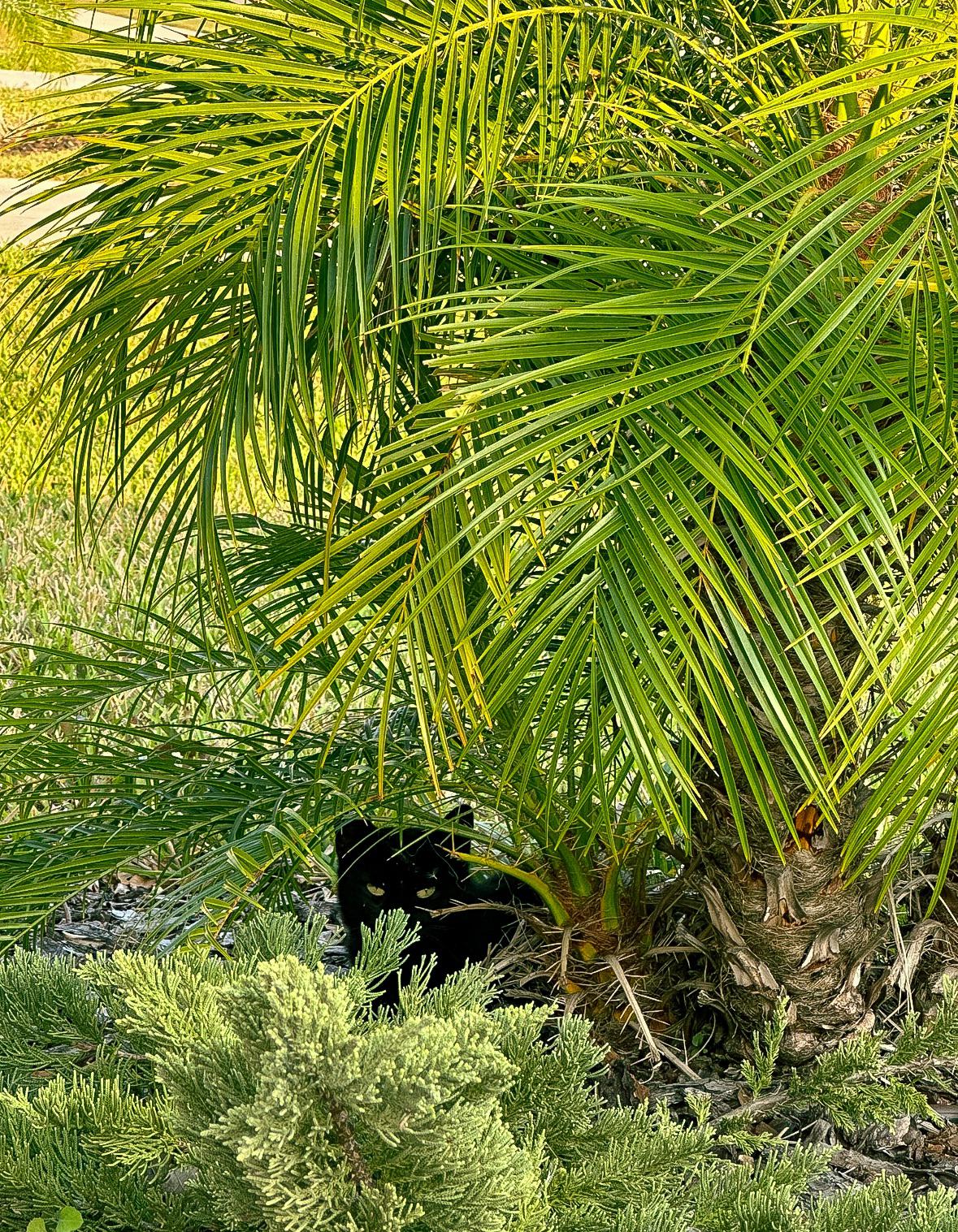 Stray void. Always watching from the shadows… | Scrolller