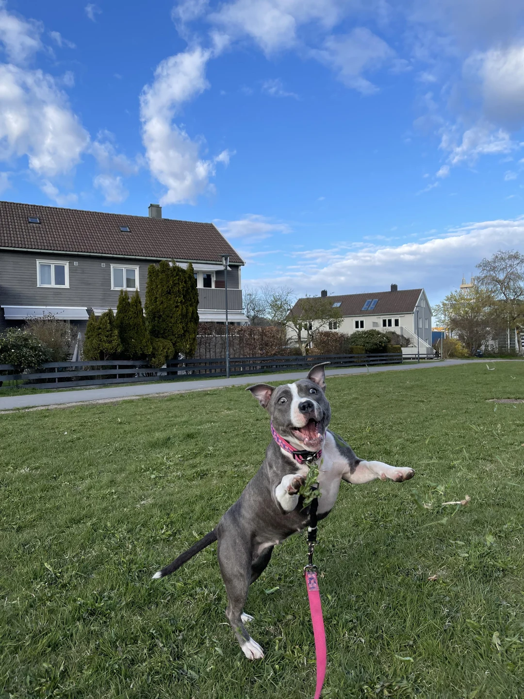 Crazy Eyes - tryna get that grass | Scrolller