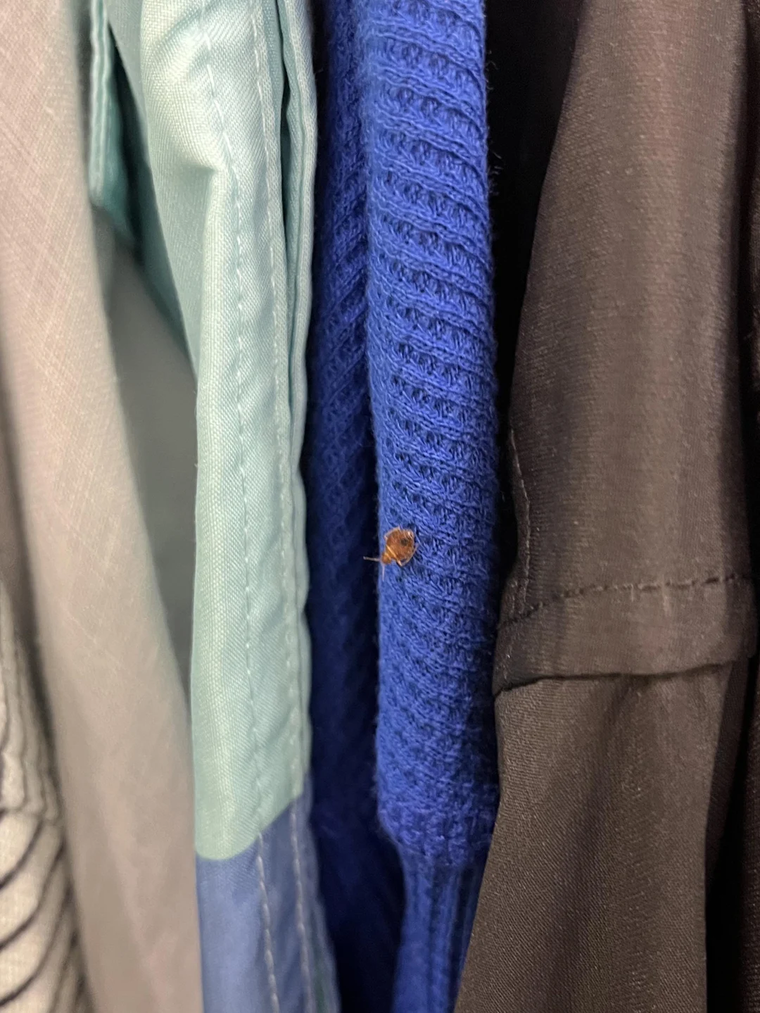 Bed bugs Macy’s Galleria. | Scrolller
