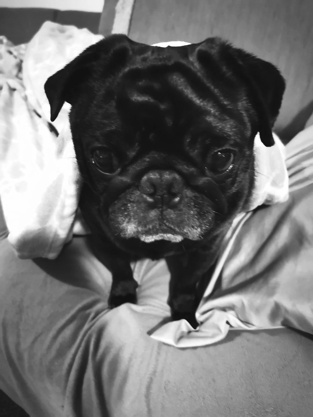My pug Chupa | Scrolller