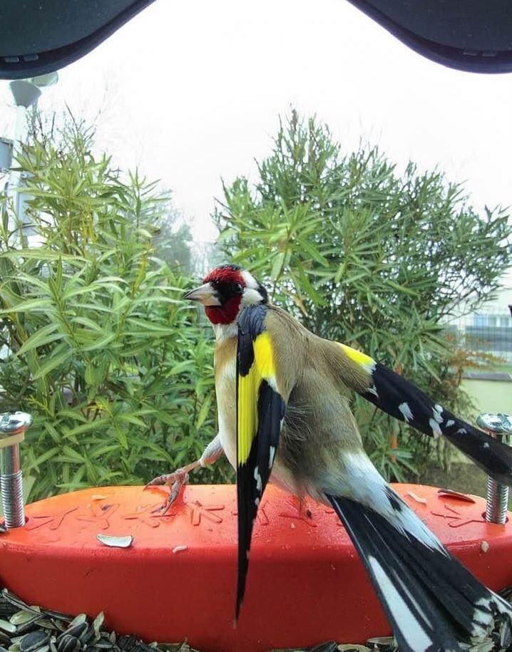 "Stop, hammer time!" European Goldfinch | Scrolller