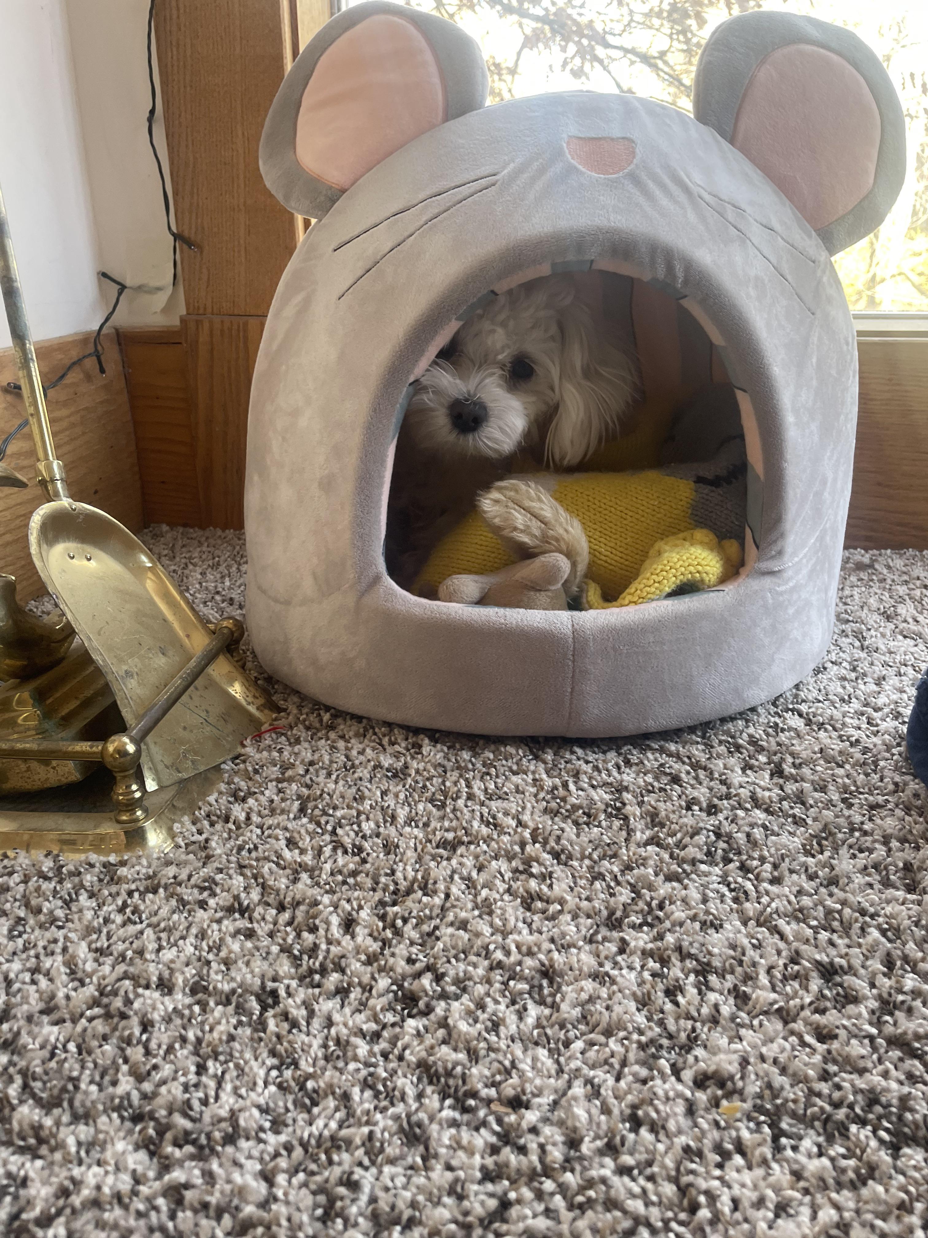 Got my little kitty a cat bed. | Scrolller