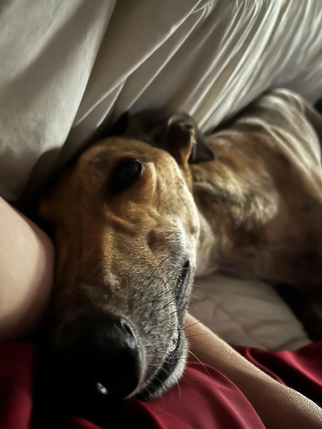 Discover more like Greyhounds: Snoot. and Related Content | Scrolller