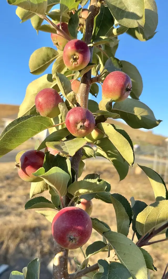 Might get my first crop this year! Wickson Crab, the ultimate apple | Scrolller
