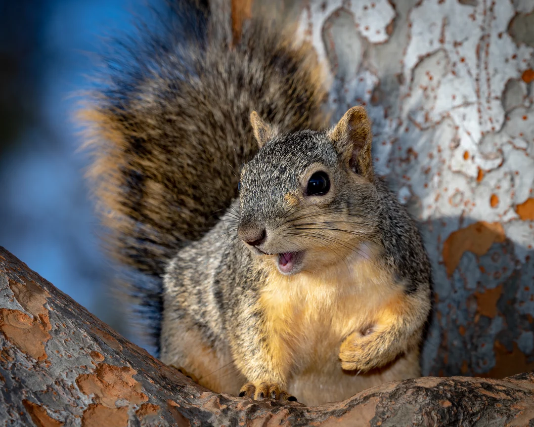 Surprise Squirrel!!! | Scrolller