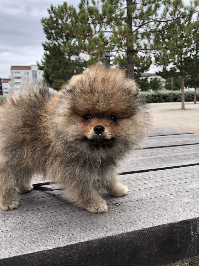 The evolution of Chili! | Scrolller