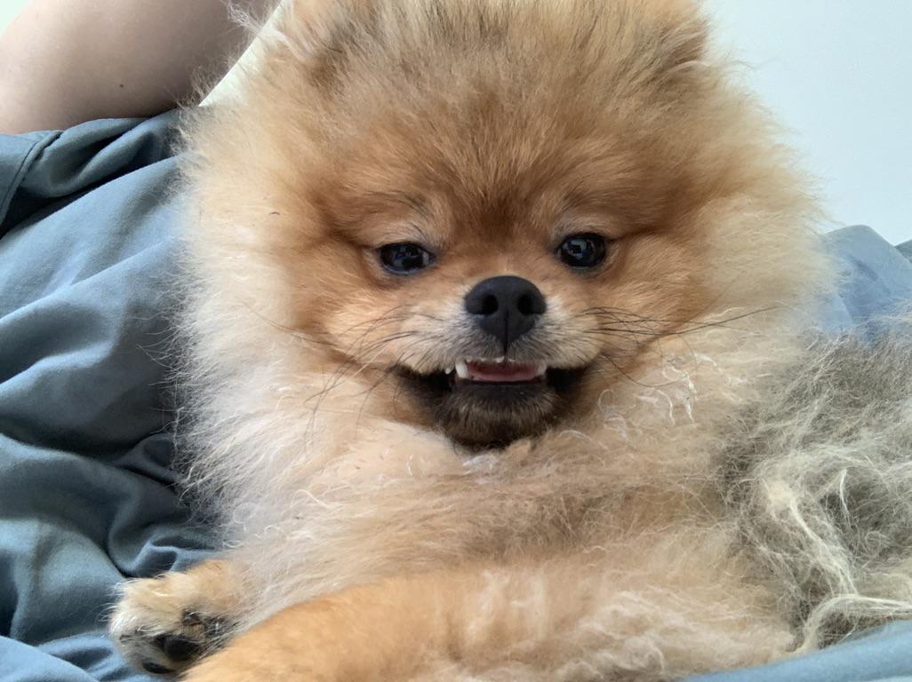 The evolution of Chili! | Scrolller