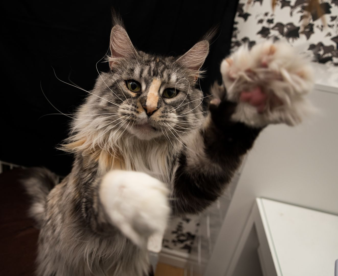 Fluffy paws ️ | Scrolller