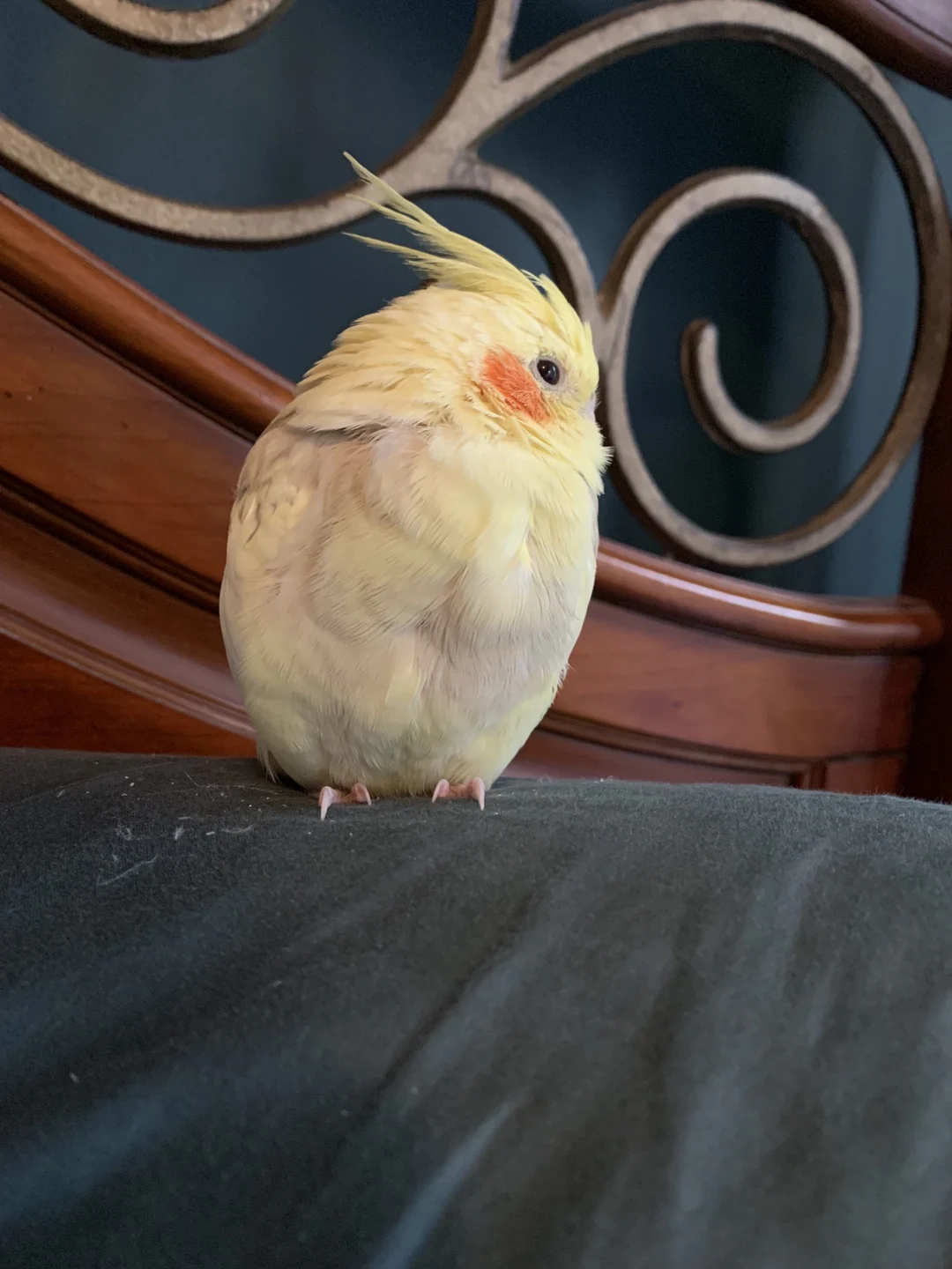 Discover more like Cockatiel: borb and Related Content | Scrolller