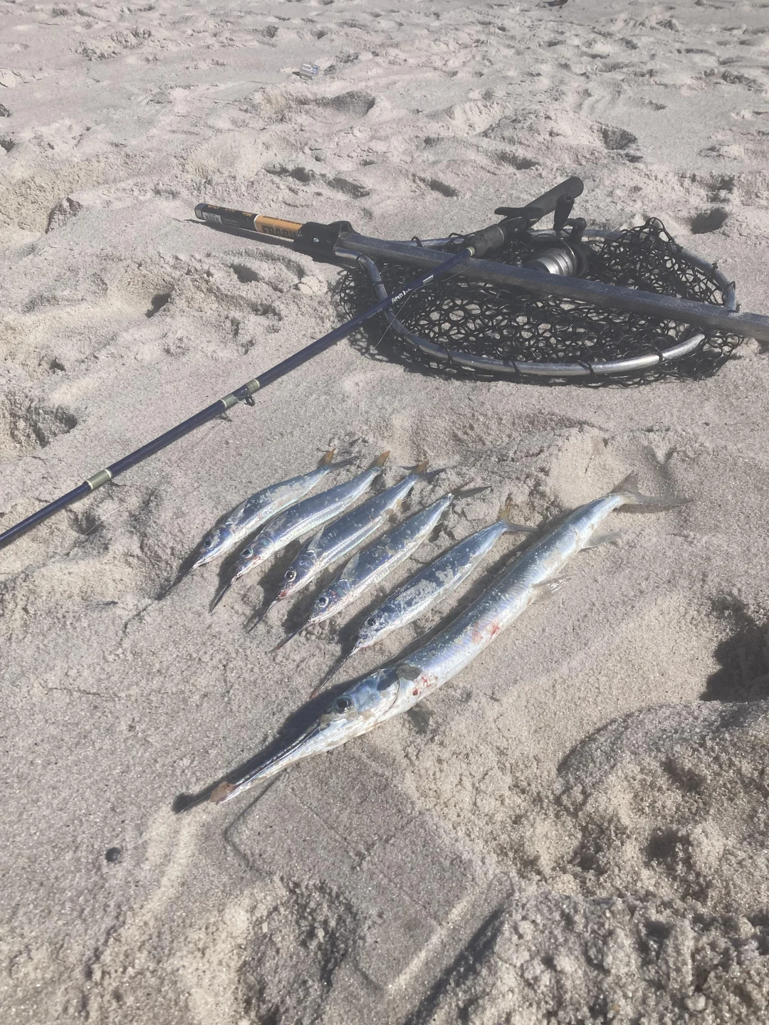 Last catch of the year secured (NYE!) | Scrolller