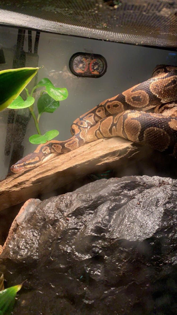 Discover more like Snakes: My gorgeous normie and Related Content | Scrolller