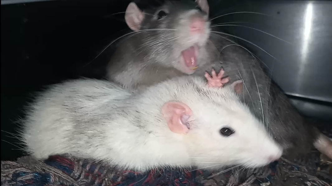 Nooooo, no more pictures! | Scrolller