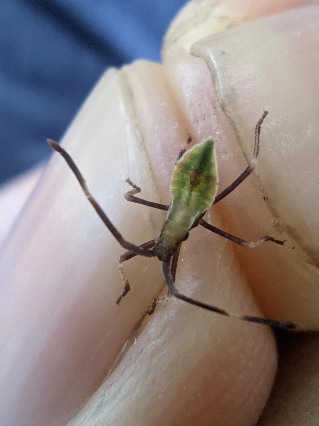 Leafy incest | Scrolller