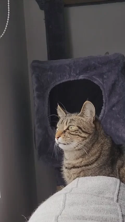 Discover more like Aww: She may be plotting against me, send help and ...