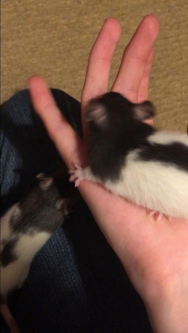 My new rats | Scrolller