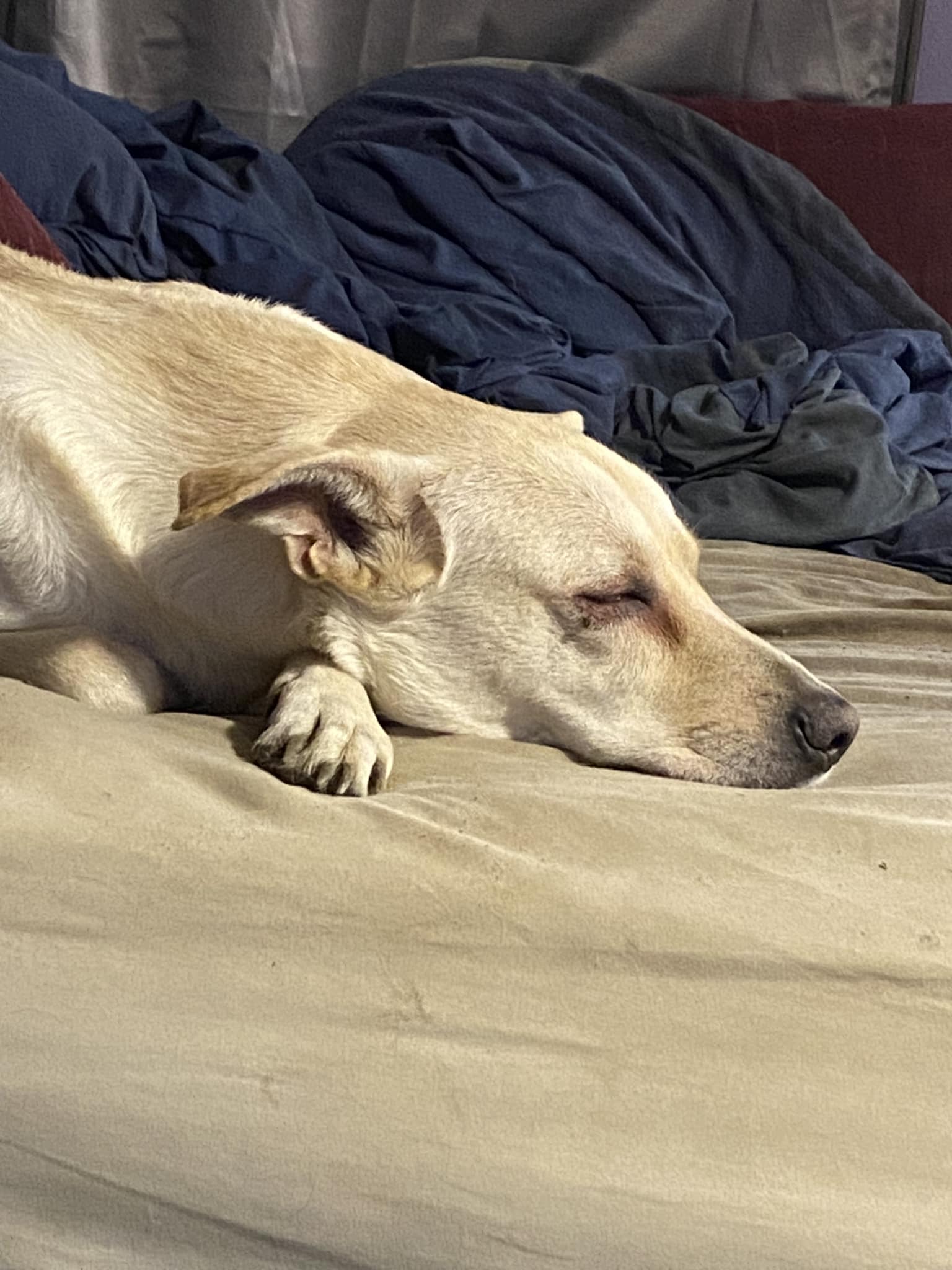 Sleepy Daisy | Scrolller