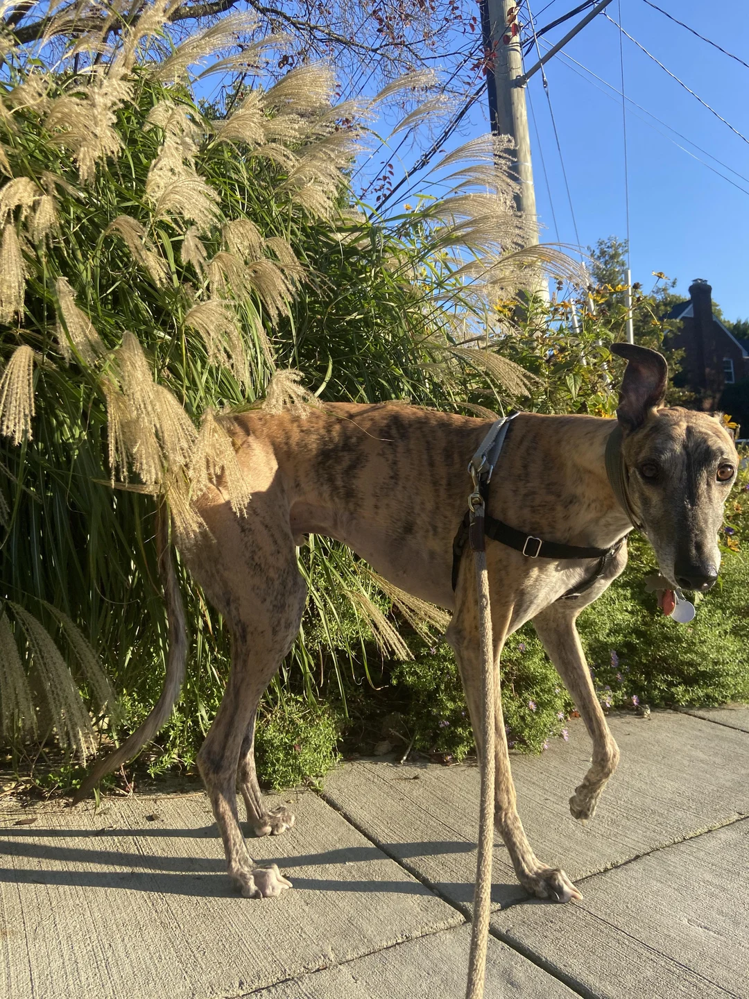 Fall walkies are the best! | Scrolller