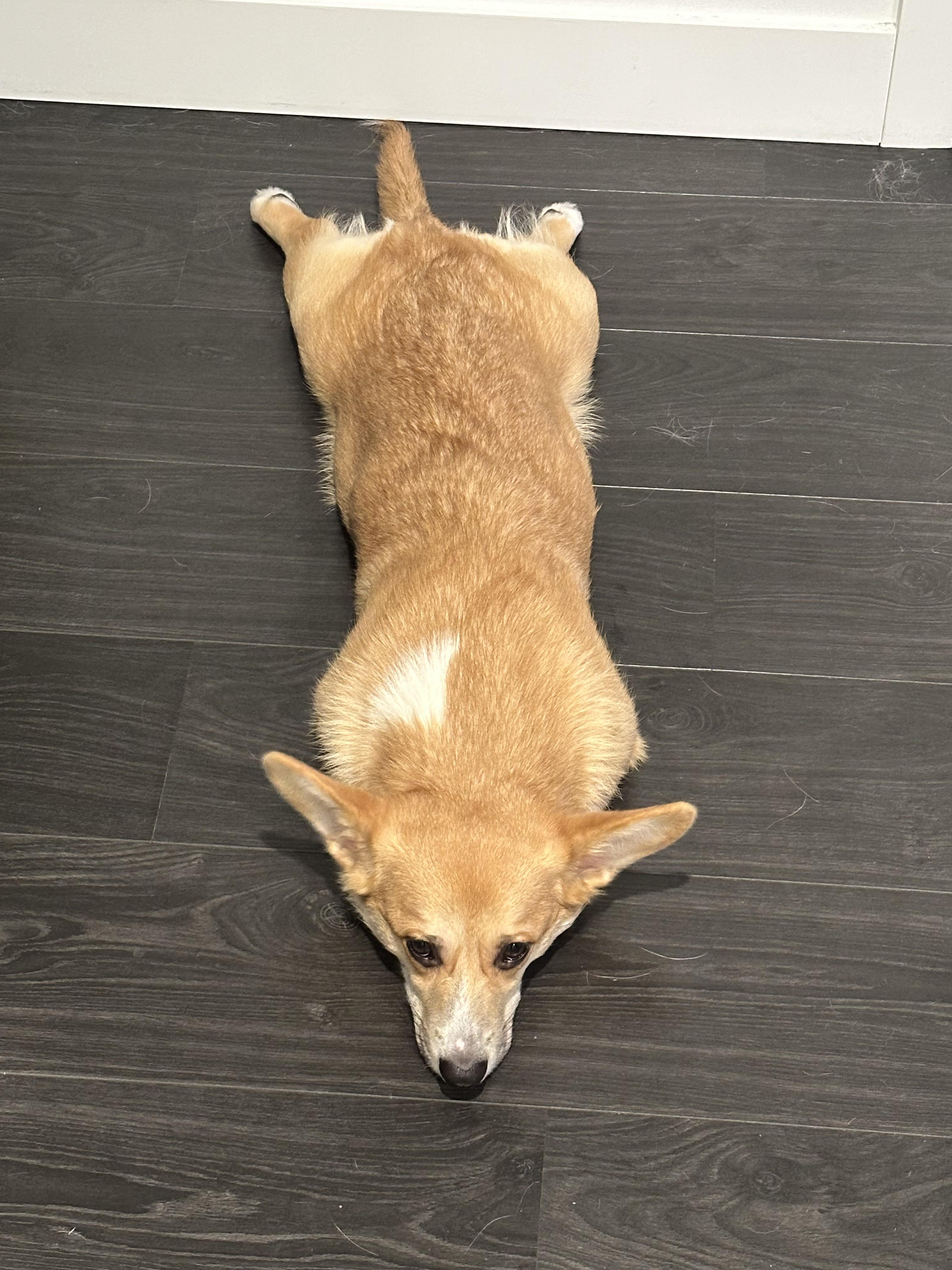Another day another sploot | Scrolller