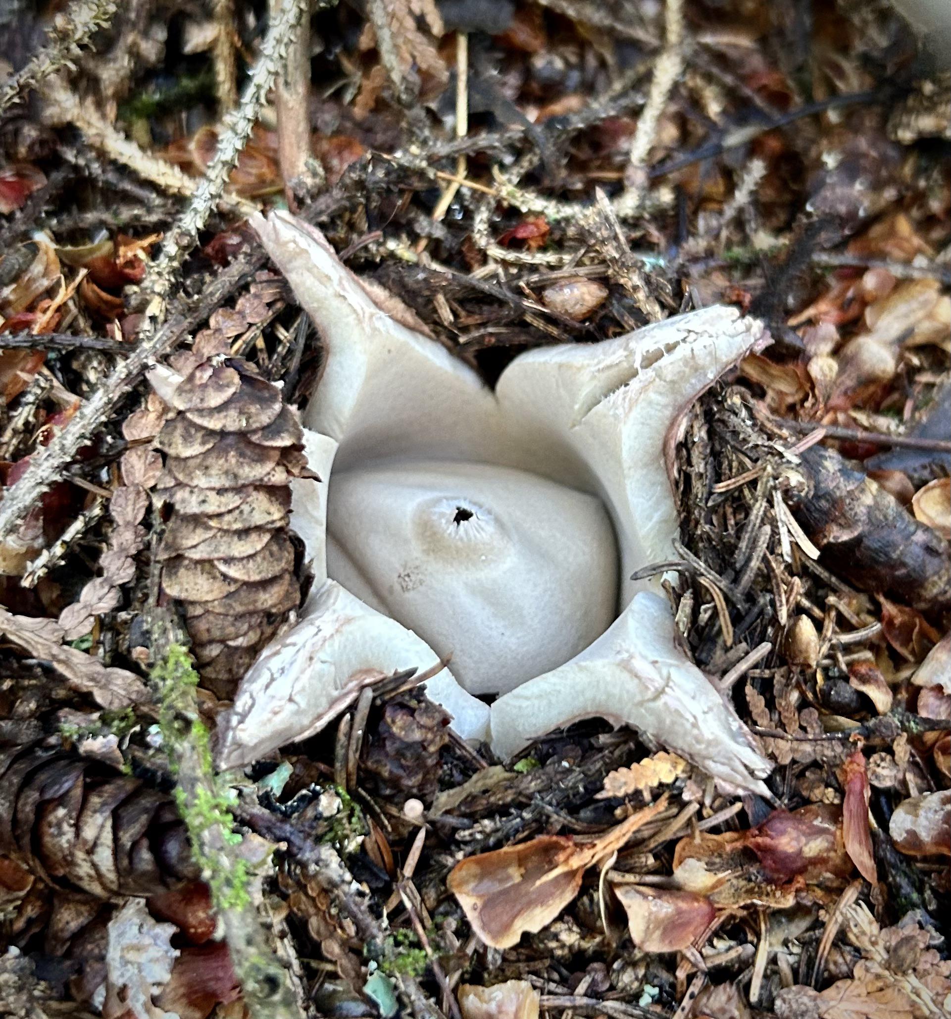 Alien spawn? | Scrolller