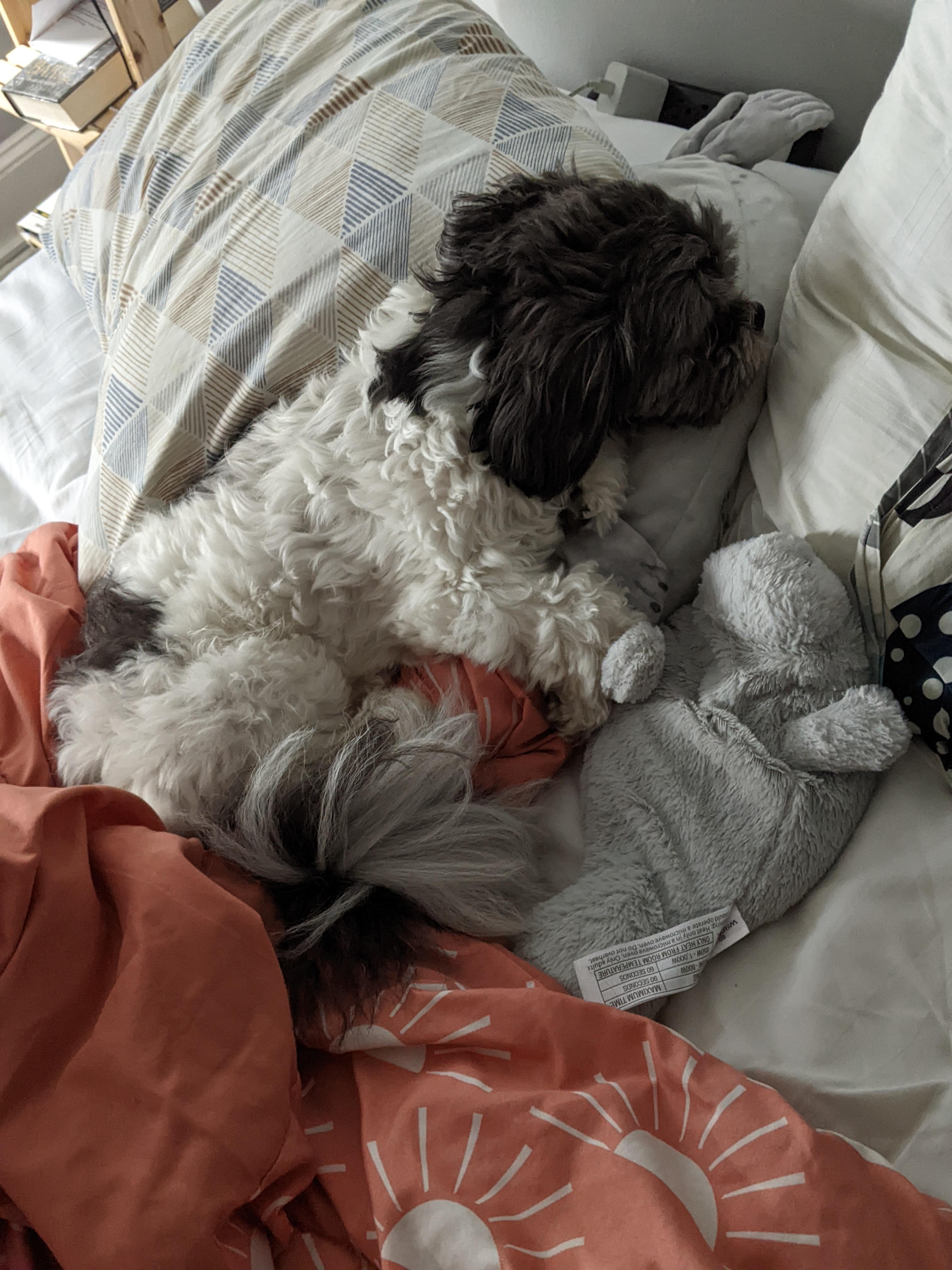 The princess and the pea | Scrolller