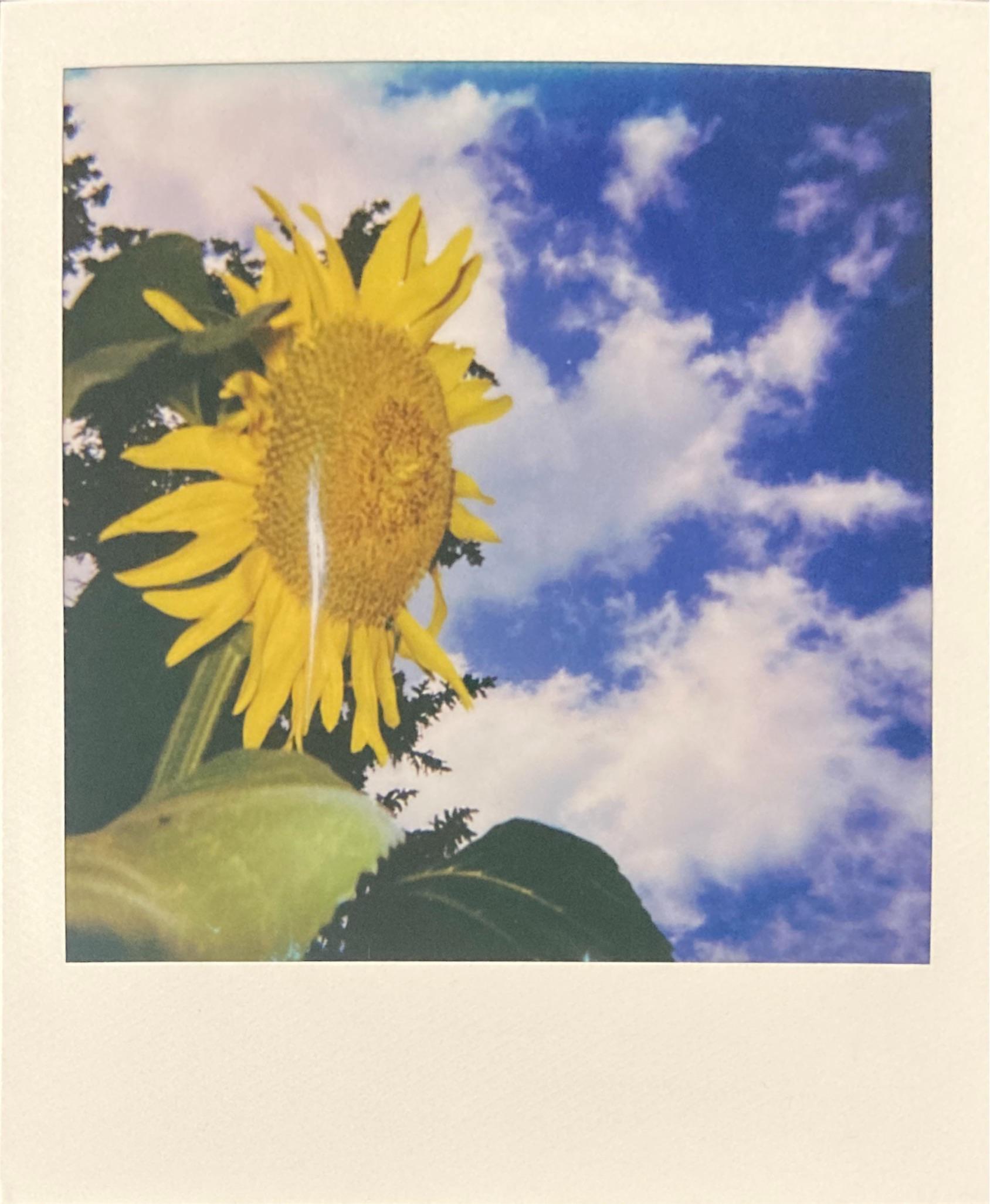My sunflower | Scrolller