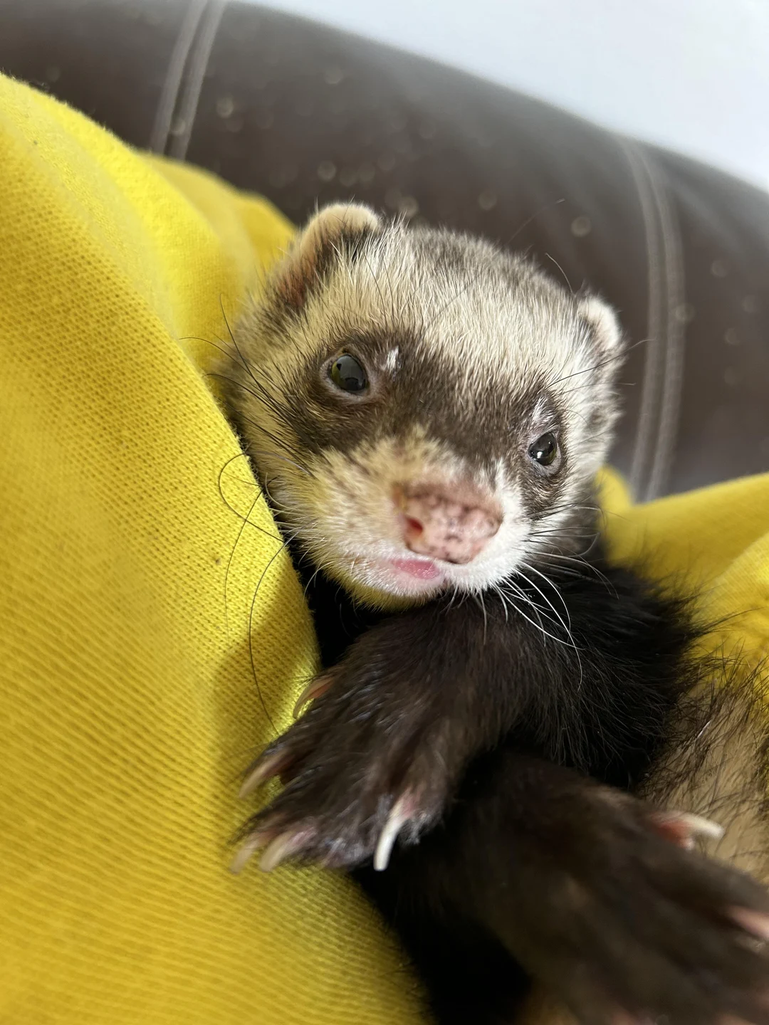 Smallest Blep | Scrolller