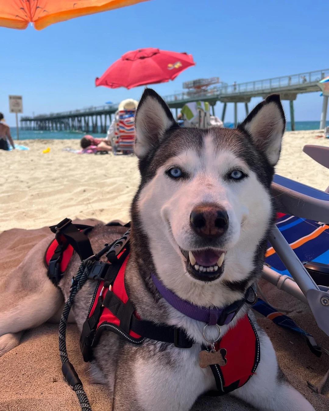 Beach Day with the Humans | Scrolller