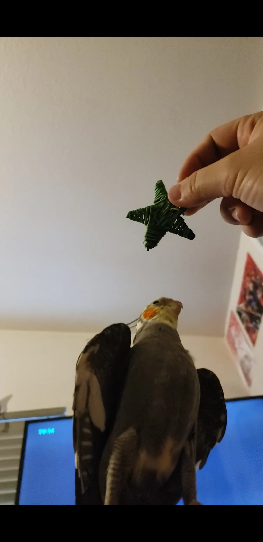 Heart wing supa stahhh⭐ | Scrolller