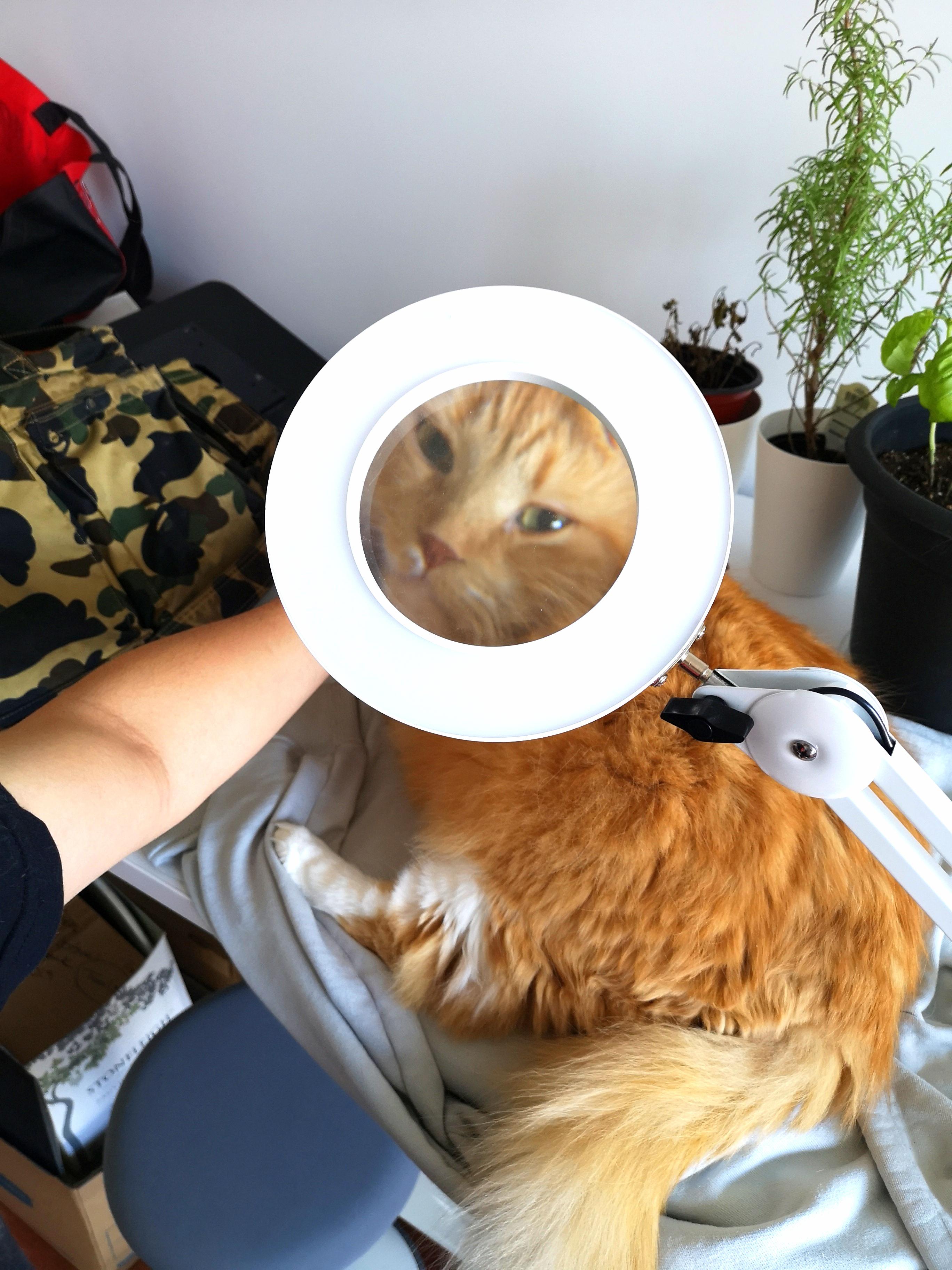 Photo of my cat through a magnifier | Scrolller