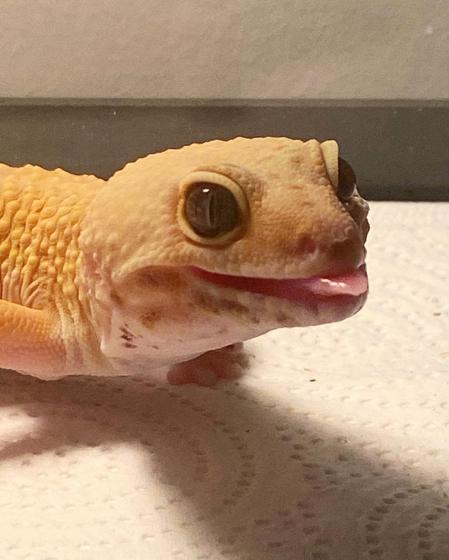 Marvin the leopard gecko. He’s a happy little dummy. (oc) | Scrolller