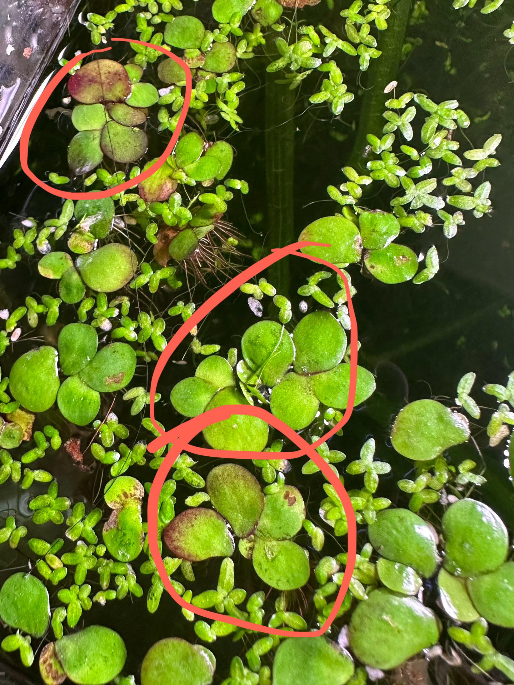 Anyone know what kind of floater plants these are? | Scrolller