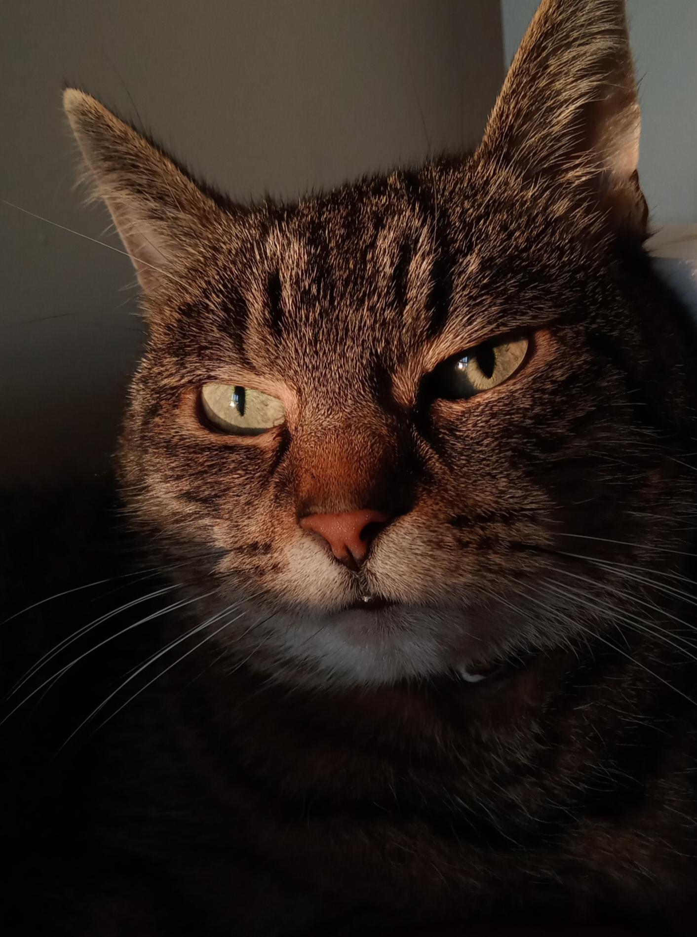 Admire my beautiful SIC. | Scrolller