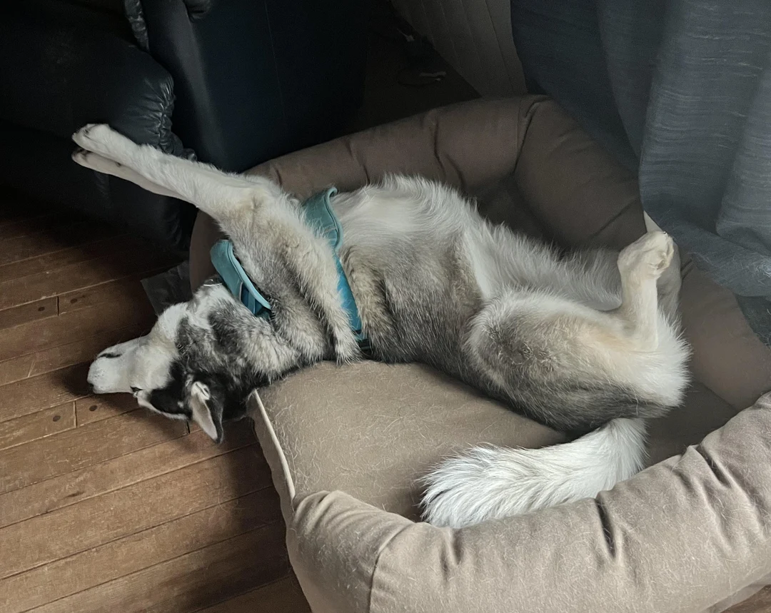 Husky ridiculous sleeping positions! | Scrolller